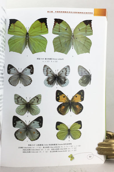 Ornamental Butterflies in China – Natural History Books