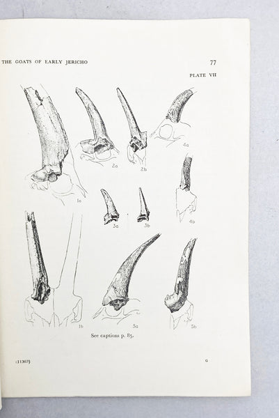 The goats of early Jericho – Natural History Books