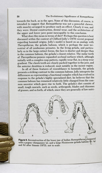 The evolutionary significance of Ramapithecus – Natural History Books