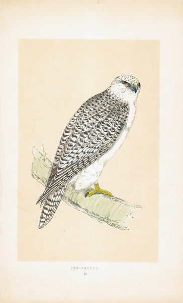 Jer Falcon Hand-Colored Plate – Natural History Books