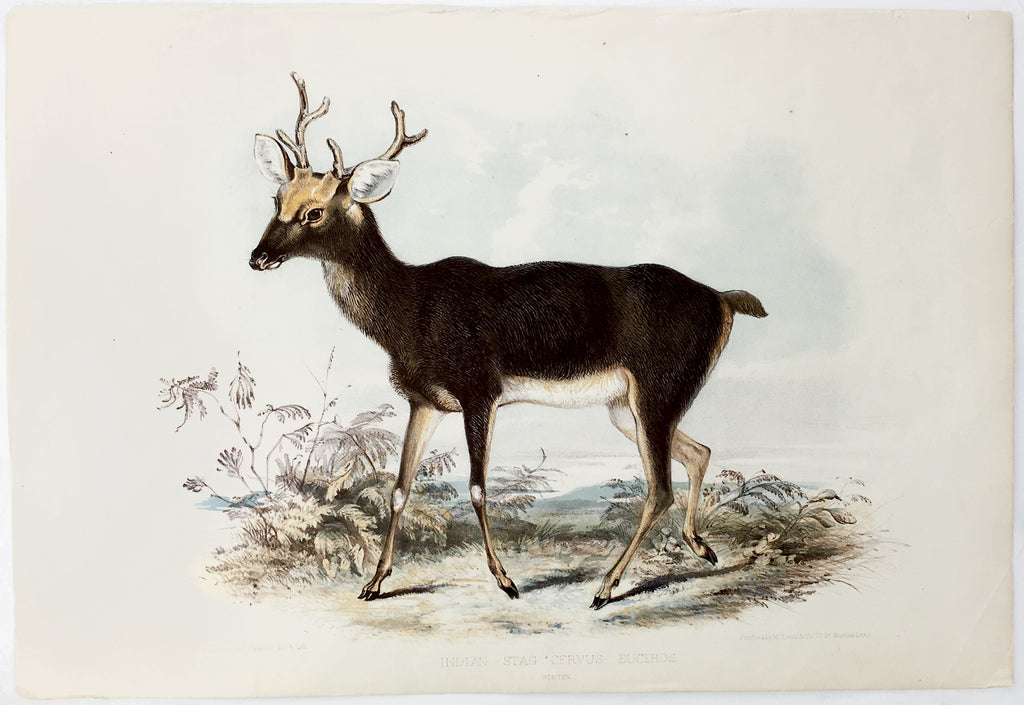 Waterhouse Hawkins Indian Stag Hand-Colored Plate – Natural History Books