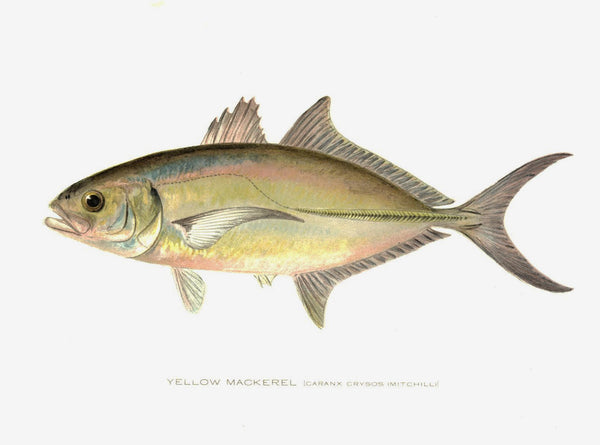 Original Denton Fish Chromolithograph, Yellow Mackerel (Caranx crysos ...